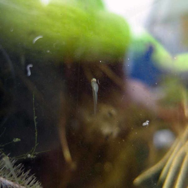 Koi Spawning Behaviour & Development - Hydrosphere Water Gardens