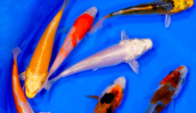 Domestic Koi - Hydrosphere - The Koi Pond Experts