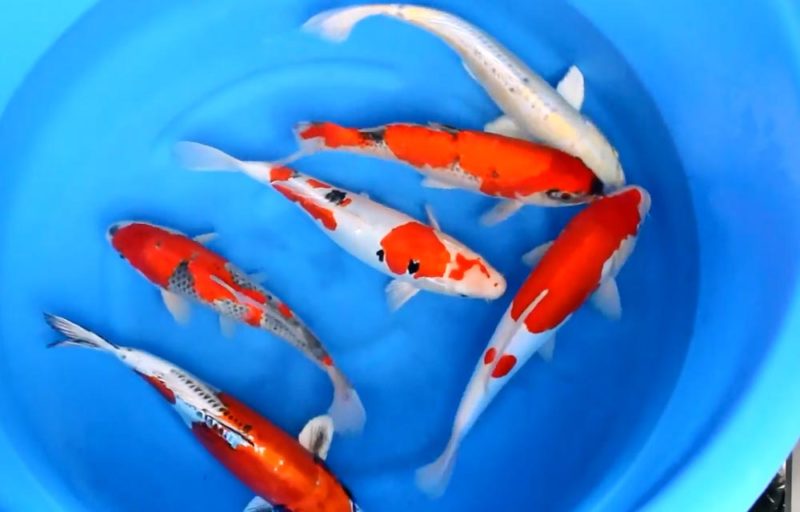 35-40 cm Japanese Koi Mix - Aoki - Hydrosphere Water Gardens