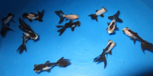 Goldfish - Hydrosphere - The Koi Pond Experts