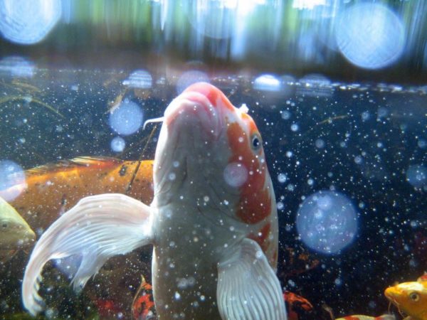 Koi Photos Underwater View - Hydrosphere Water Gardens