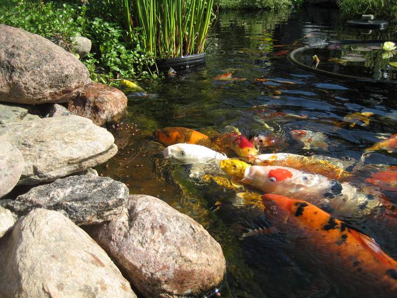 Pond Fish - Hydrosphere - The Koi Pond Experts