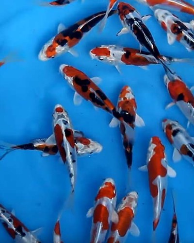 Hydrosphere Water Gardens Japanese Koi - Hydrosphere - The Koi Pond Experts
