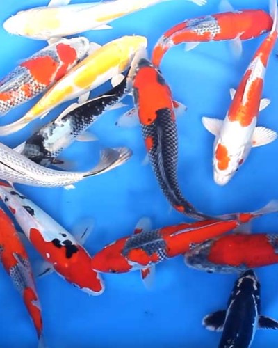 Hydrosphere Water Gardens Japanese Koi - Hydrosphere - The Koi Pond Experts