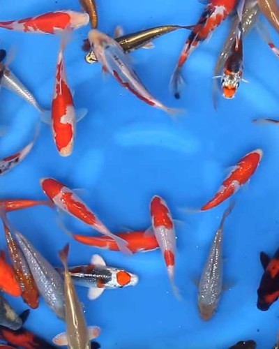 Hydrosphere Water Gardens Japanese Koi - Hydrosphere - The Koi Pond Experts