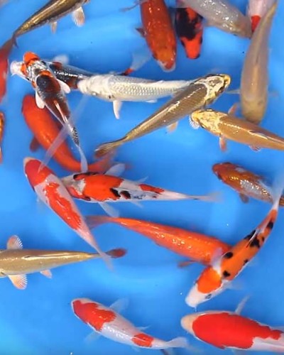 Hydrosphere Water Gardens Japanese Koi - Hydrosphere - The Koi Pond Experts