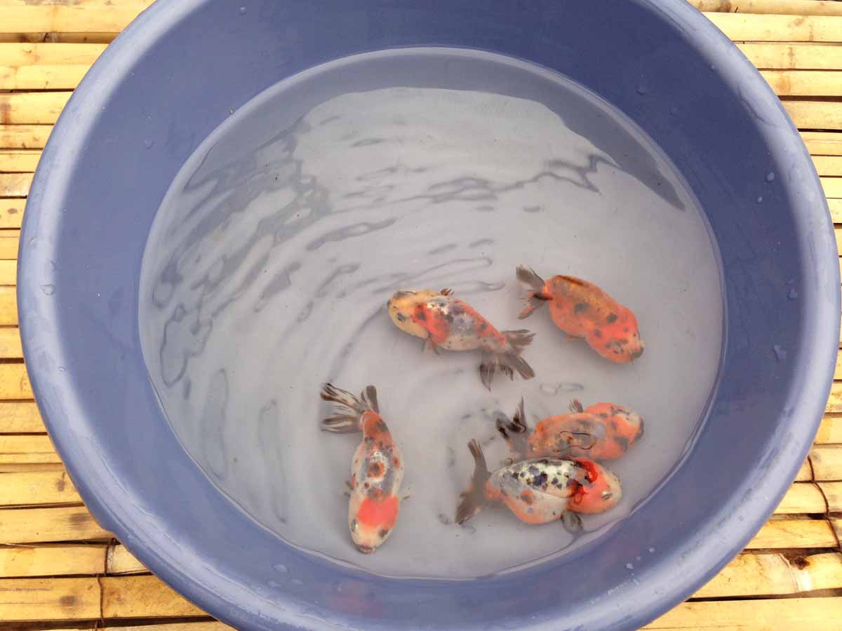Goldfish - Hydrosphere - The Koi Pond Experts