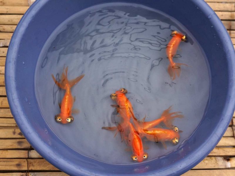 Goldfish - Hydrosphere - The Koi Pond Experts