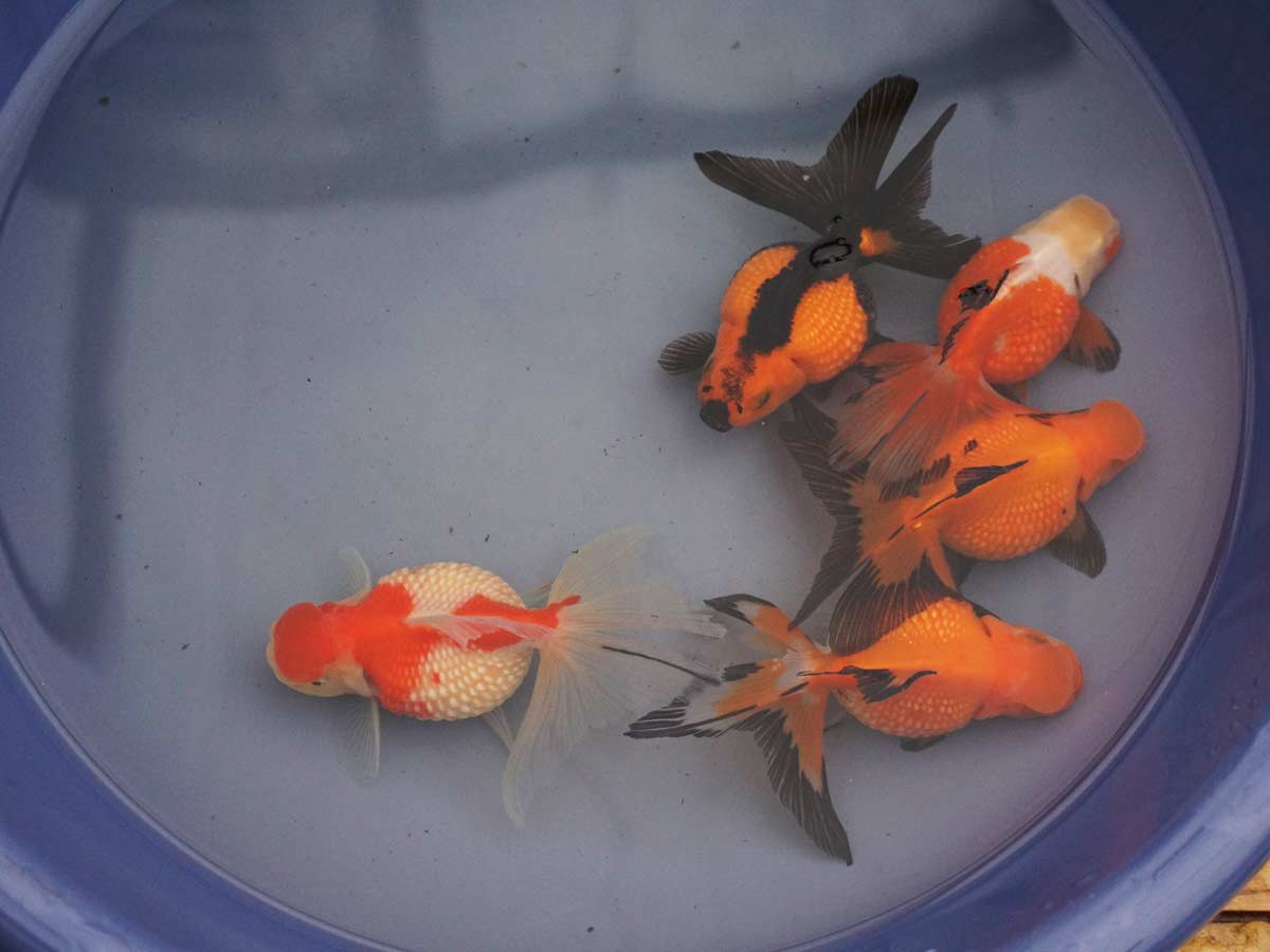 Goldfish - Hydrosphere - The Koi Pond Experts