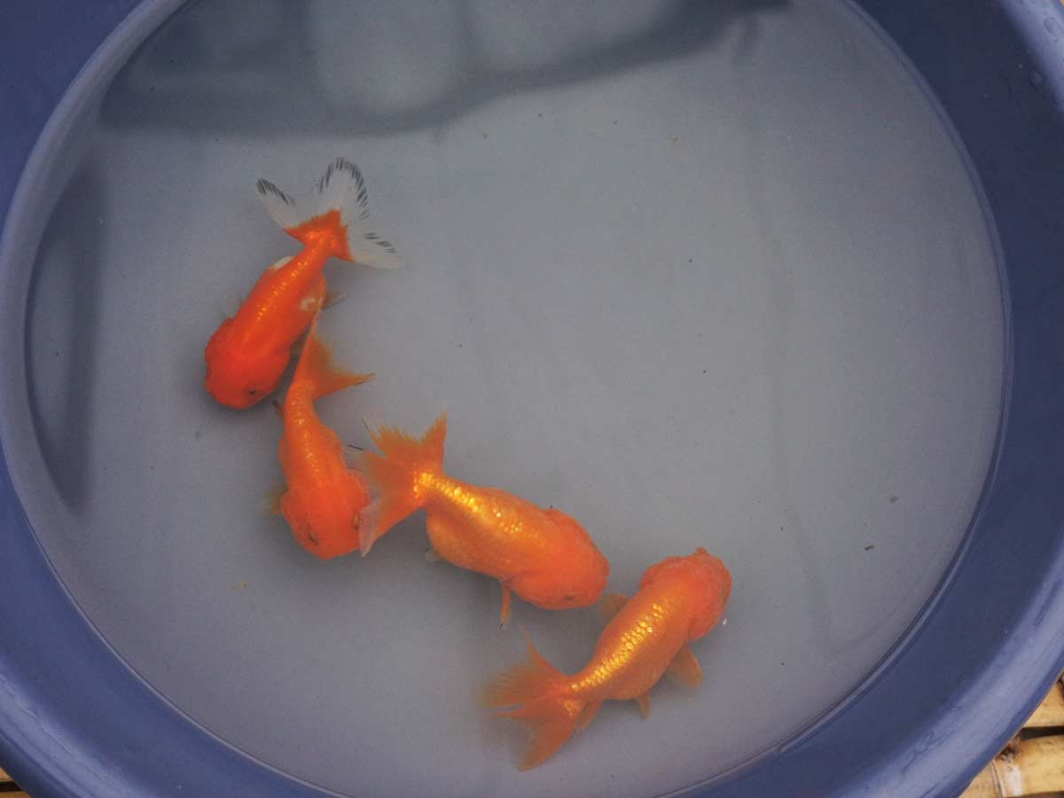 Goldfish - Hydrosphere - The Koi Pond Experts