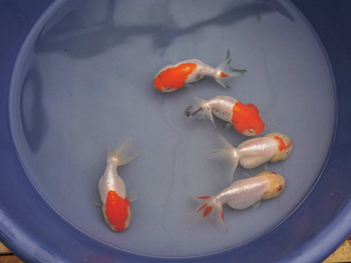 Goldfish - Hydrosphere - The Koi Pond Experts