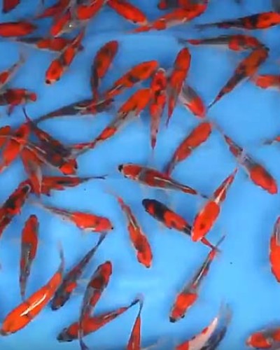 Hydrosphere Water Gardens Japanese Koi - Hydrosphere - The Koi Pond Experts