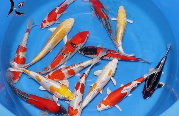 Hydrosphere - Pond Supplies Canada, Koi & Aquatic Plants