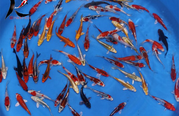 Hydrosphere - Pond Supplies Canada, Koi & Aquatic Plants