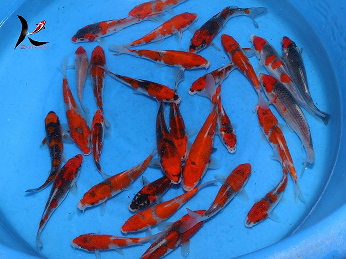 Goshiki Archives - Page 2 of 2 - Hydrosphere Water Gardens