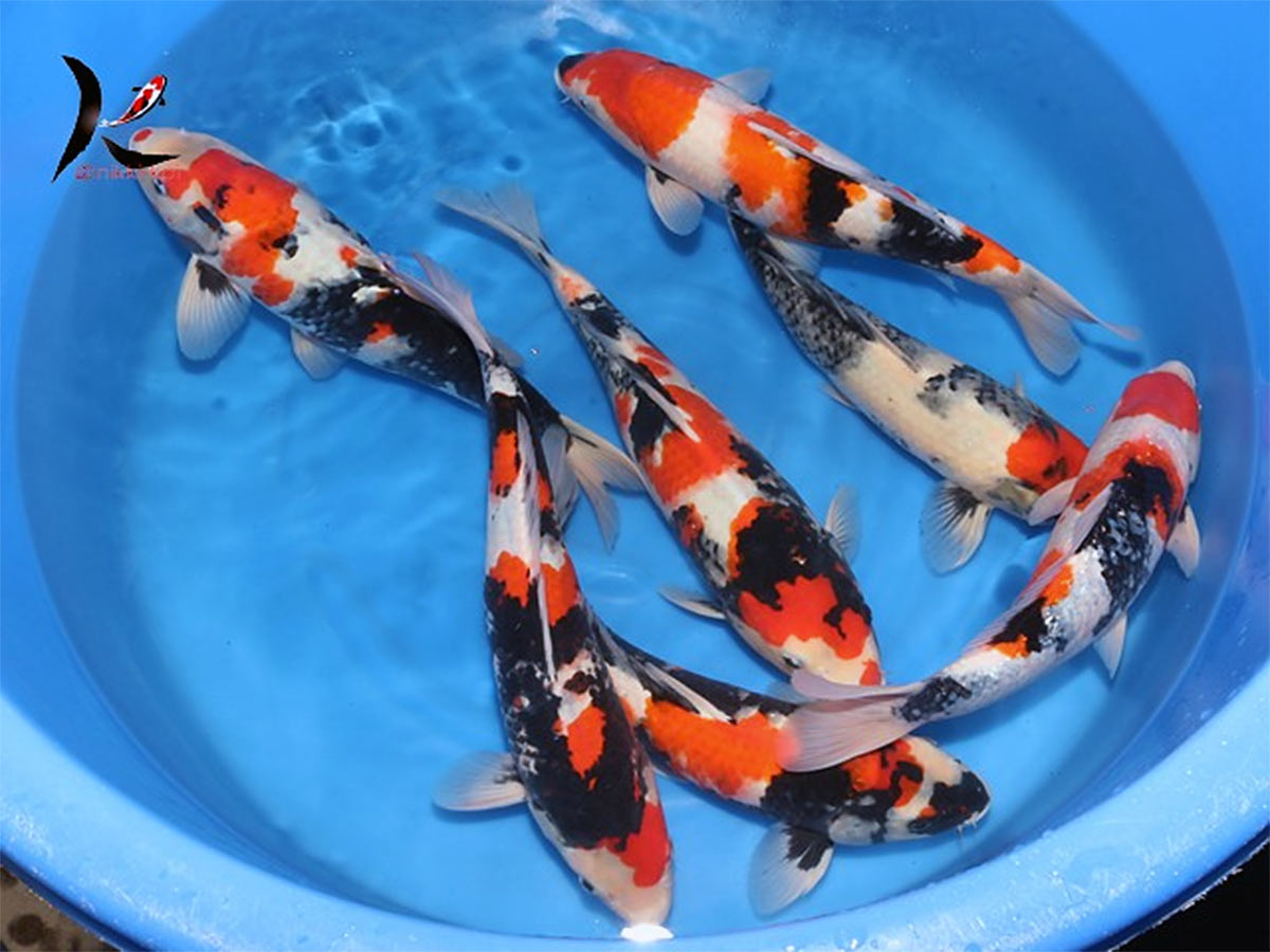 Past Japanese Koi Shipments - Hydrosphere Water Gardens