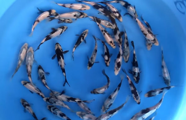 Hydrosphere - Pond Supplies Canada, Koi & Aquatic Plants