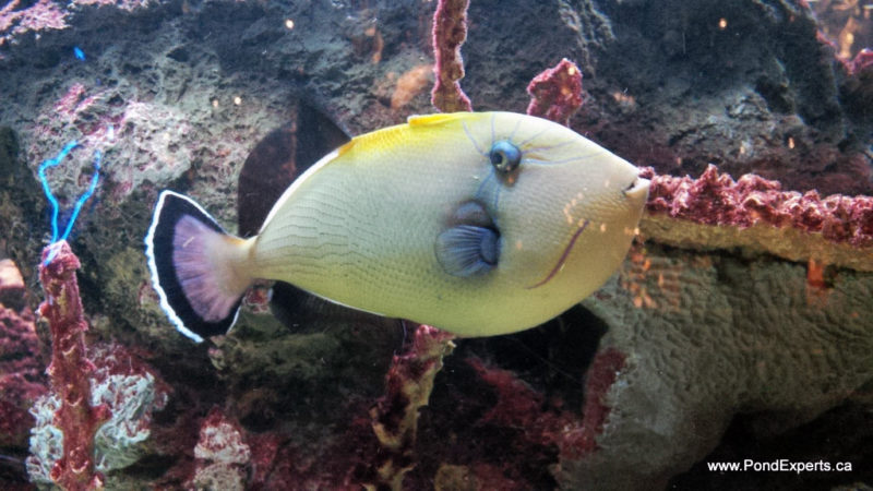 Rainforest Cafe Fish Curator - Hydrosphere Water Gardens