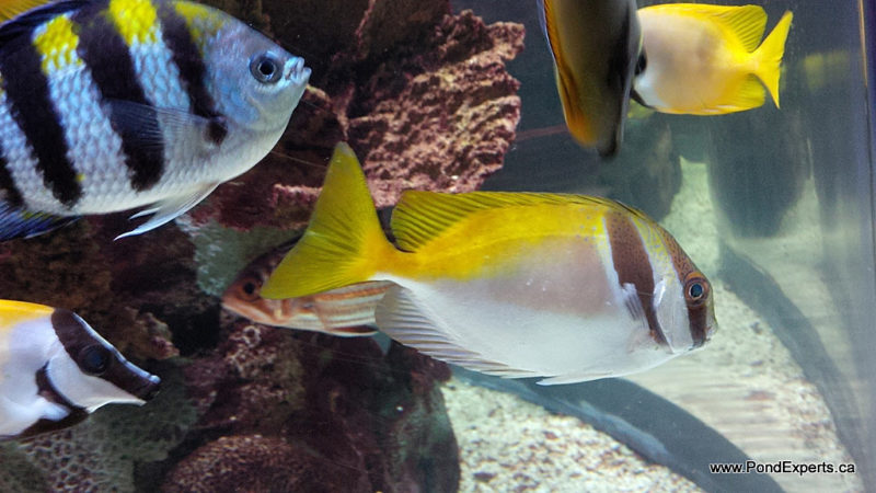 Rainforest Cafe Fish Curator - Hydrosphere Water Gardens