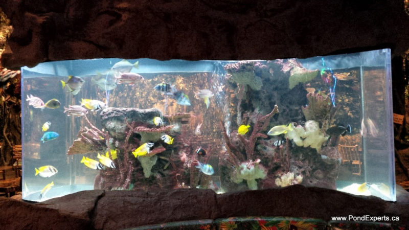 Rainforest Cafe Fish Curator - Hydrosphere Water Gardens
