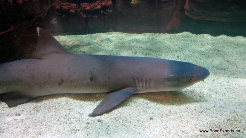 Rainforest Cafe Fish Curator - Hydrosphere Water Gardens