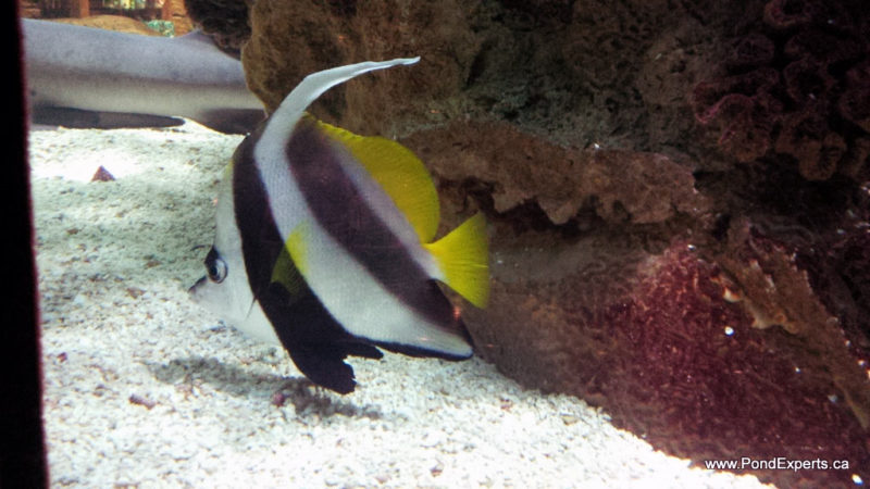 Rainforest Cafe Fish Curator - Hydrosphere Water Gardens