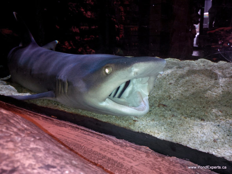 Rainforest Cafe Fish Curator - Hydrosphere Water Gardens