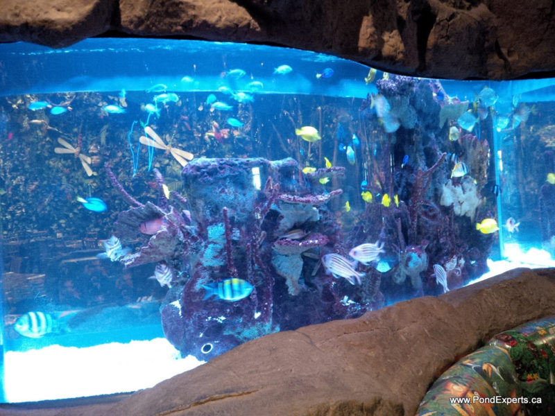 Rainforest Cafe Fish Curator - Hydrosphere Water Gardens