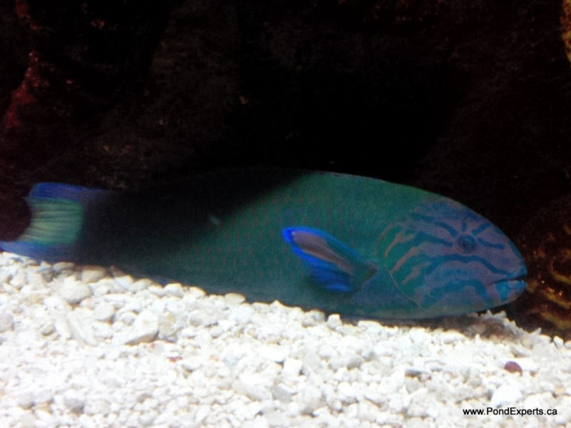 Rainforest Cafe Fish Curator - Hydrosphere Water Gardens