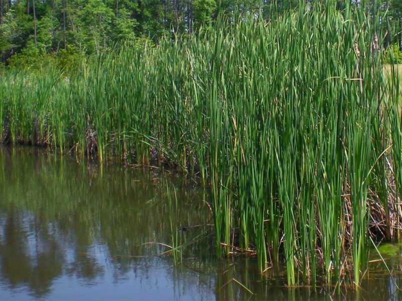 Large Pond Weed Control Hydrosphere Water Gardens