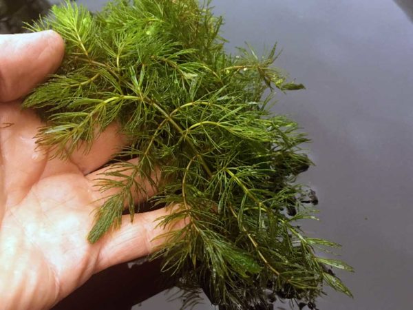 Large Pond Weed Control - Hydrosphere Water Gardens