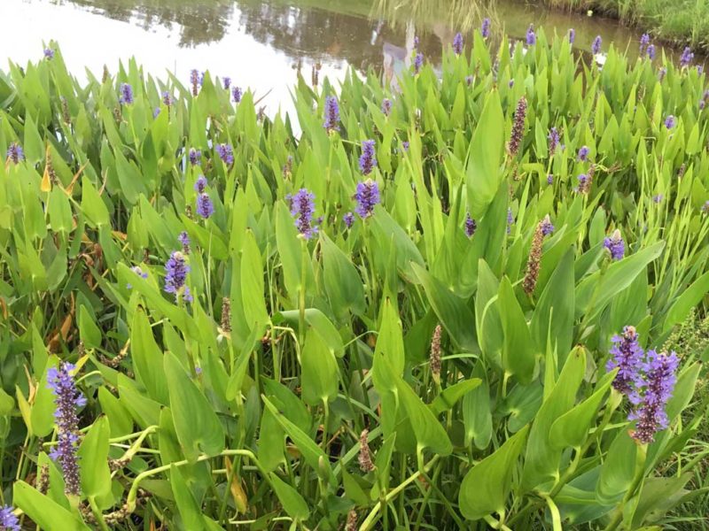 Pond Weed & Plant Identification Guide - Hydrosphere Water Gardens