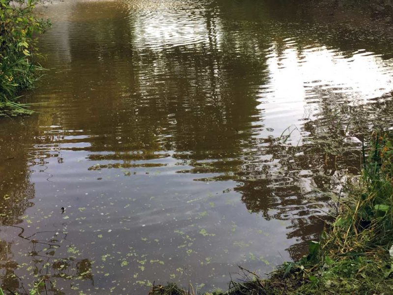 Large Pond Algae Control Hydrosphere Water Gardens