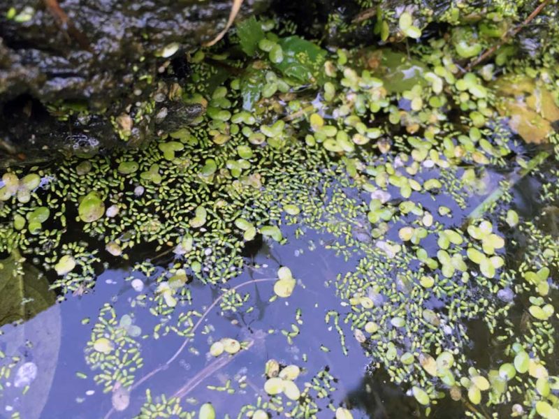 Pond Weed & Plant Identification Guide - Hydrosphere Water Gardens