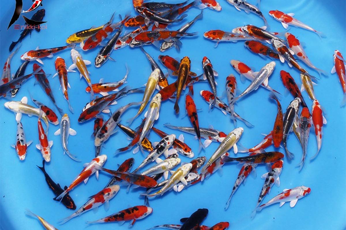 Hydrosphere - Pond Supplies Canada, Koi & Aquatic Plants