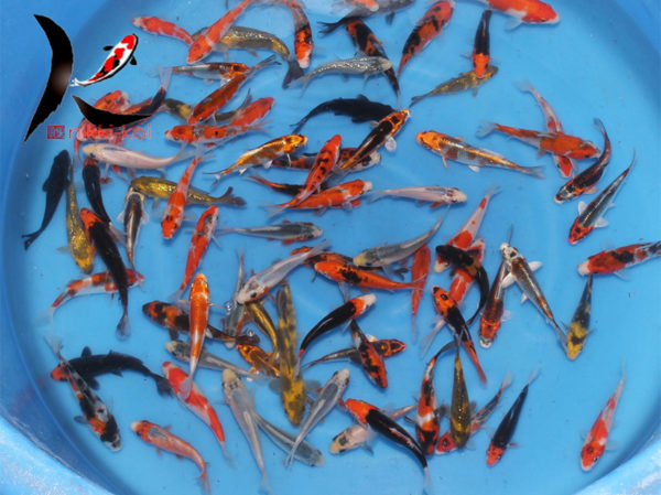 10-12 cm Japanese Koi Mix From Isa Maruyo Koi Farm - Hydrosphere Water ...