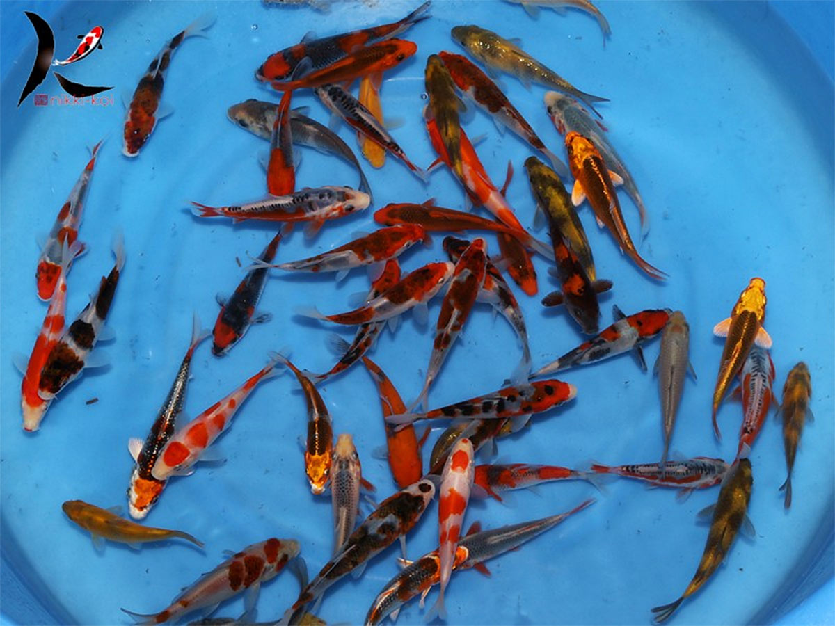 Japanese Koi - Hydrosphere - The Koi Pond Experts