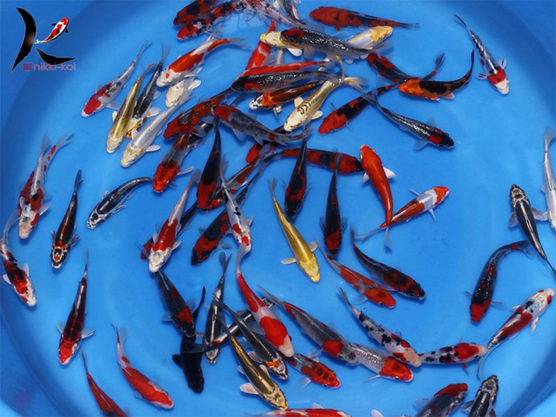 13-15 cm Japanese Koi Mix From Aoki Koi Farm - Hydrosphere Water Gardens