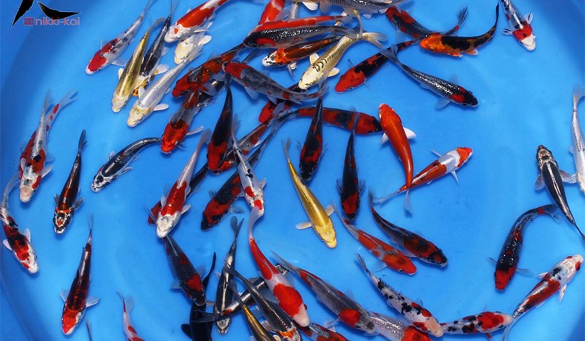 Hydrosphere - Pond Supplies Canada, Koi & Aquatic Plants