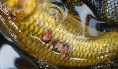 How To Treat Ulcers In Koi & Goldfish - The Koi Pond Experts