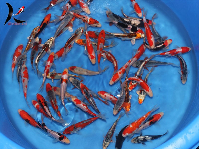 13-15 cm Select Japanese Koi Mix From Kawakami Koi Farm - Hydrosphere ...
