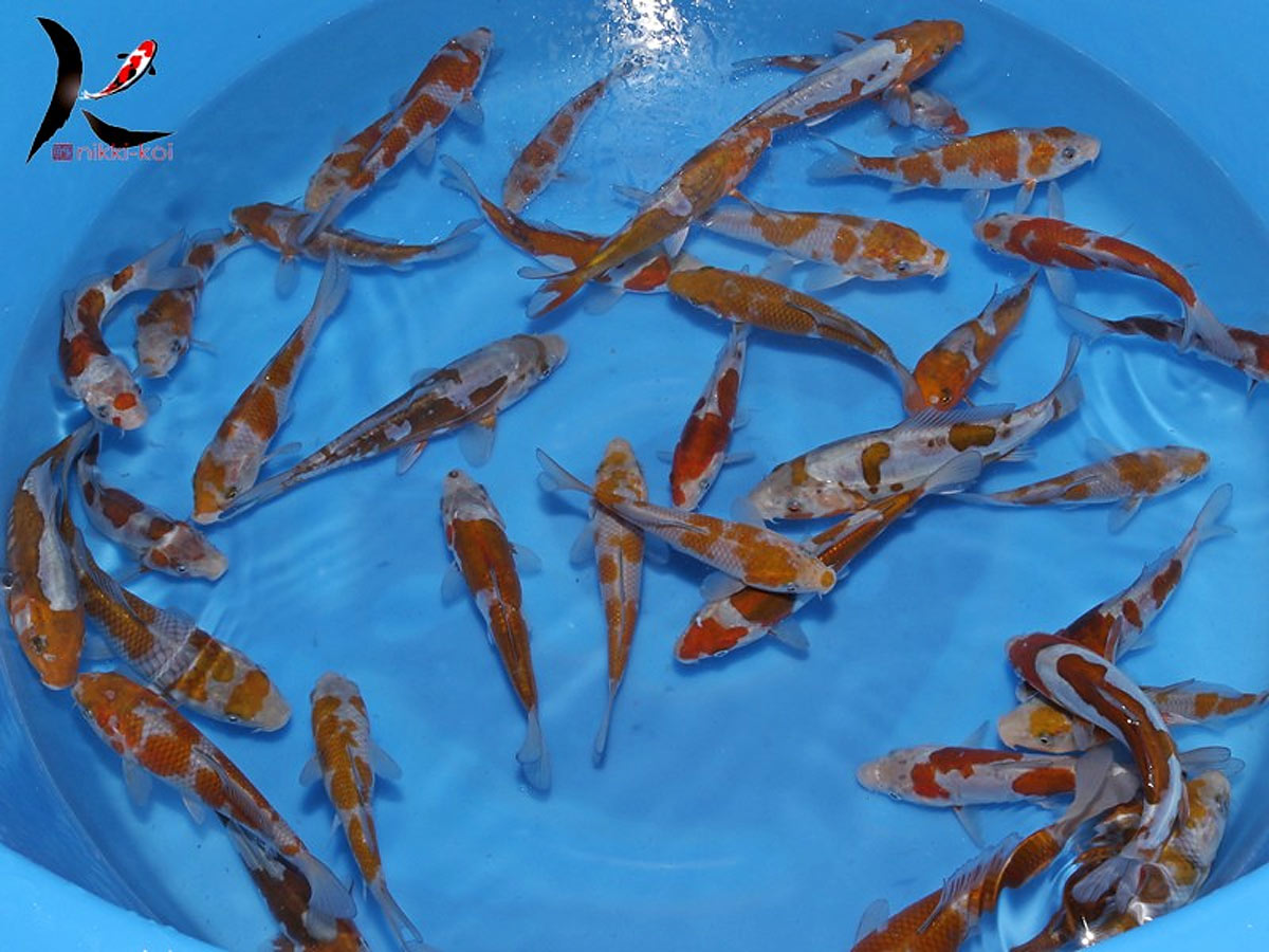 Japanese Koi - Hydrosphere - The Koi Pond Experts
