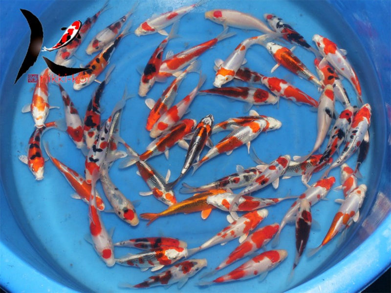 14-16 cm Japanese Koi Mix From Sakazume Koi Farm - Hydrosphere Water ...