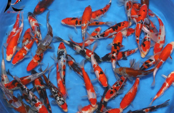 Hydrosphere - Pond Supplies Canada, Koi & Aquatic Plants