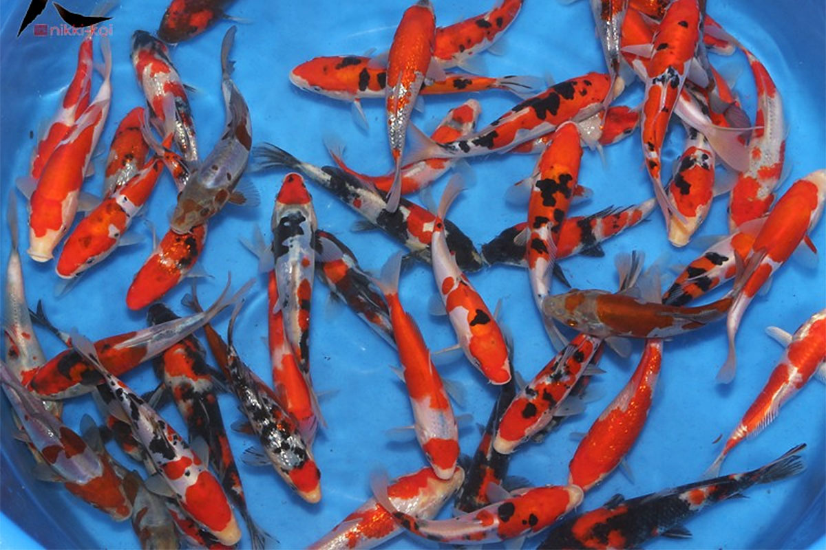 Hydrosphere - Pond Supplies Canada, Koi & Aquatic Plants