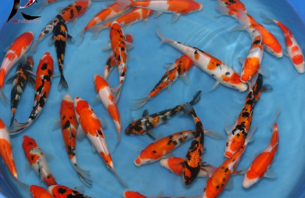 Hydrosphere - Pond Supplies Canada, Koi & Aquatic Plants