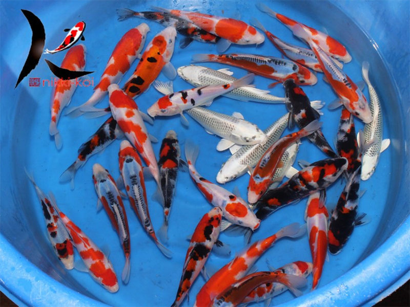 18-23 cm Select Japanese Koi Mix From Oyaji Koi Farm - Hydrosphere ...