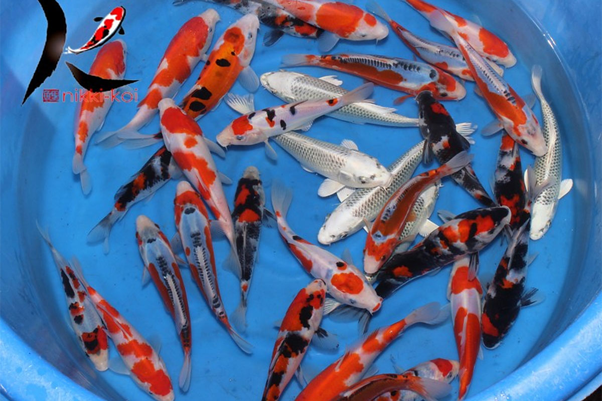 Hydrosphere - Pond Supplies Canada, Koi & Aquatic Plants