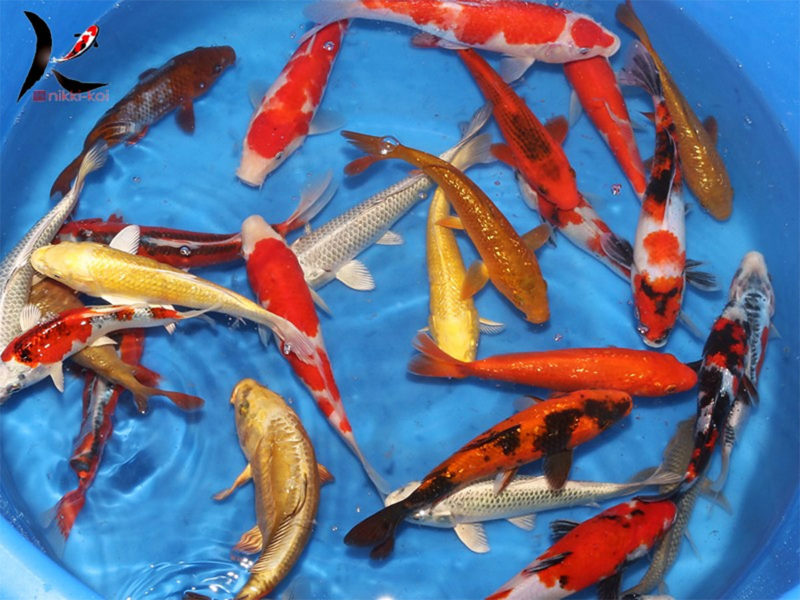 20-23 cm Japanese Koi Mix From Maruhiro Koi Farm - Hydrosphere Water ...