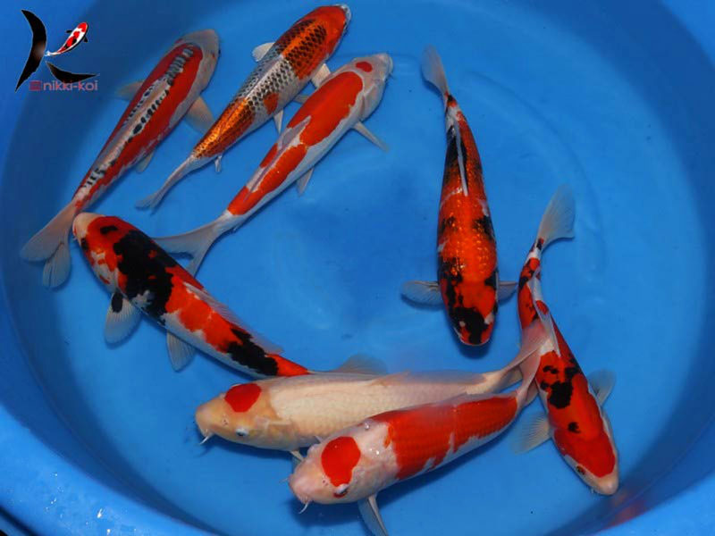 35-38 cm Select Japanese Koi Mix From Takahashi Koi Farm - Hydrosphere Water Gardens